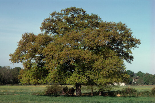 Sommereiche Bilder – Durchsuchen 17,051 Archivfotos, Vektorgrafiken und ...