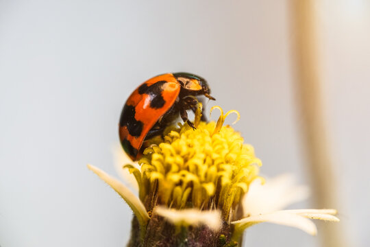 "Cute Little Ladybug" Images – Browse 118 Stock Photos, Vectors, and ...