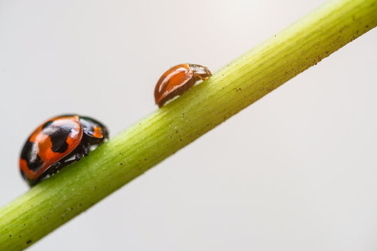 "Cute Little Ladybug" Images – Browse 118 Stock Photos, Vectors, and ...