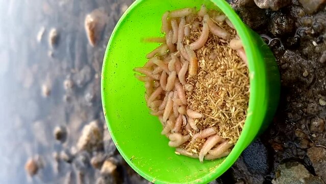 Screwworm Images – Browse 215 Stock Photos, Vectors, and Video | Adobe ...