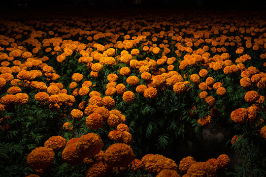 Imágenes de Cempasúchil: descubre bancos de fotos, ilustraciones ...