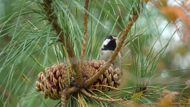 Pignoli Images – Browse 1,339 Stock Photos, Vectors, and Video | Adobe ...