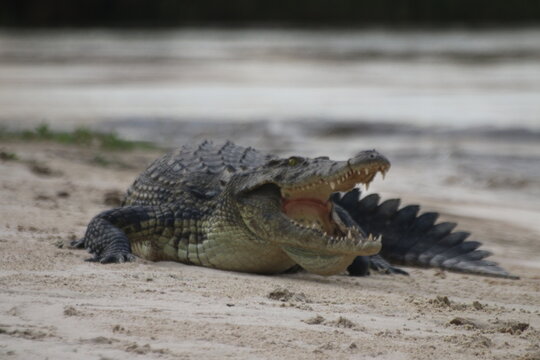Saurien Billeder – Gennemse 910 stockfotos, vektorer og videoer | Adobe ...
