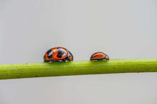 "Cute Little Ladybug" Images – Browse 118 Stock Photos, Vectors, and ...