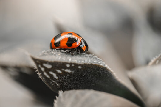 "Cute Little Ladybug" Images – Browse 118 Stock Photos, Vectors, and ...