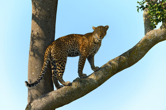 lucaar photos, images, assets | Adobe Stock