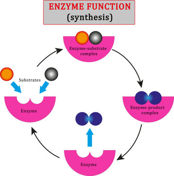 Enzyme Substrate Complex Labeled