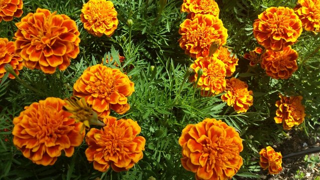 Tagette Images – Parcourir 146,797 le catalogue de photos, vecteurs et ...