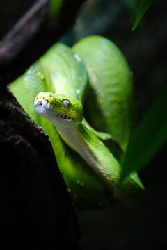 Imagens de Banch – Explore Fotografias do Stock, Vetores e Vídeos de ...