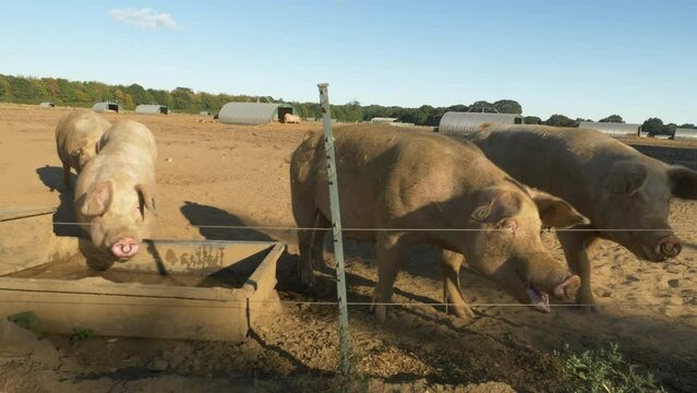 Pigs Uk Images – Browse 2,615 Stock Photos, Vectors, and Video | Adobe ...