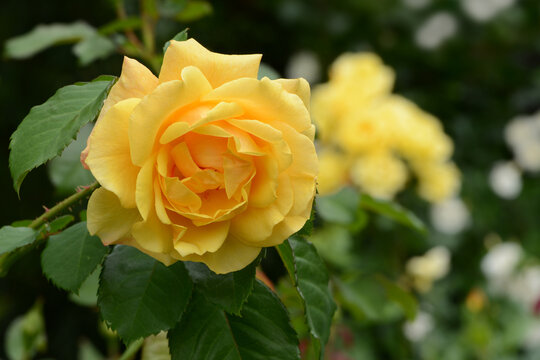 Fuchs-Rose Bilder – Durchsuchen 926 Archivfotos, Vektorgrafiken und ...