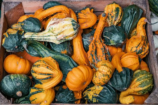 Kalebass bilder – Bläddra bland 266,341 stockfoton, vektorer och videor ...