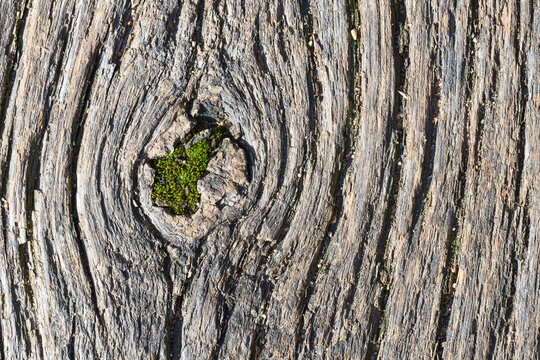 Knothole Imagens – Procure 1,542 fotos, vetores e vídeos | Adobe Stock