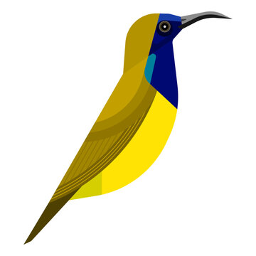 Sunbird Bilder – Durchsuchen 8,714 Archivfotos, Vektorgrafiken und ...