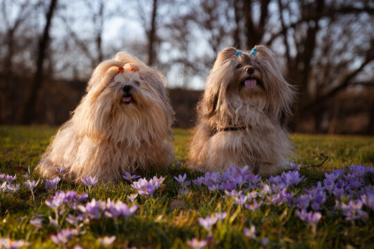 Hava Bilder – Durchsuchen 3,673 Archivfotos, Vektorgrafiken und Videos ...