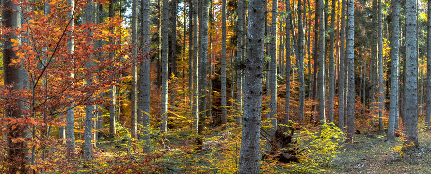 Rula Images – Browse 24 Stock Photos, Vectors, and Video | Adobe Stock