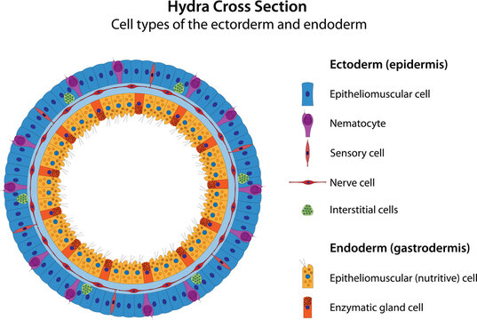 รูปภาพCnidoblast – เลือกดูภาพถ่ายสต็อก เวกเตอร์ และวิดีโอ1,182 | Adobe ...