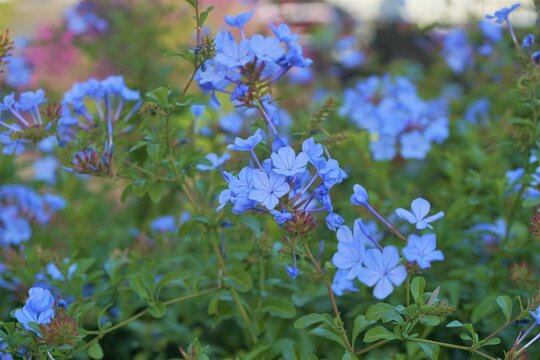 「青い花」の画像 - 776,885 件の Stock 写真、ベクターおよびビデオ | Adobe Stock