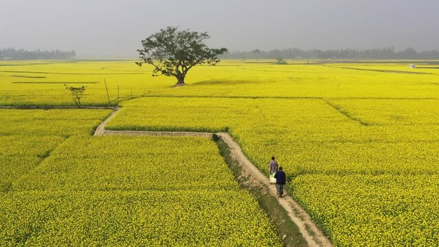 "Mustard Field" Immagini - Sfoglia 1,305 foto, vettoriali e video Stock ...