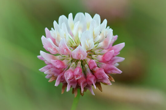 รูปภาพ"Trifolium – เลือกดูภาพถ่ายสต็อก เวกเตอร์ และวิดีโอ12,208 | Adobe ...