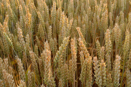 Wheat Frame Images – Browse 42,545 Stock Photos, Vectors, and Video ...