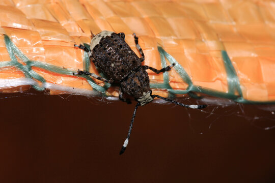 Anthribidae Bilder – Durchsuchen 146 Archivfotos, Vektorgrafiken und ...