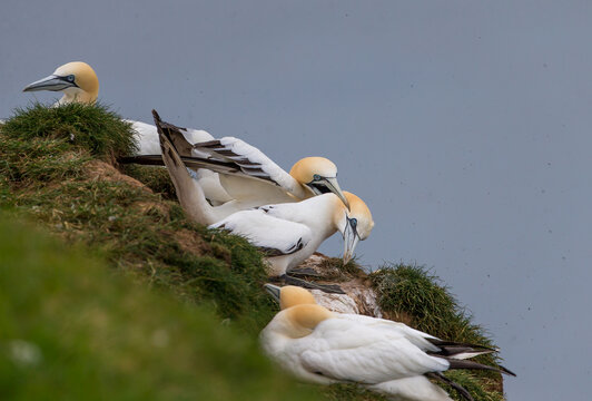 Really Images – Browse 27,563 Stock Photos, Vectors, and Video | Adobe ...