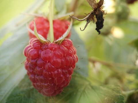 Imágenes de Himbeer: descubre bancos de fotos, ilustraciones, vectores ...