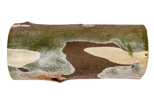 Tronco Images – Parcourir 24,748 le catalogue de photos, vecteurs et ...