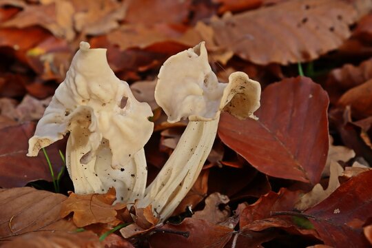 「Lorchel」の写真素材 | 184件の無料イラスト画像 | Adobe Stock