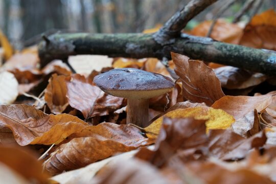 Maronenpilz Bilder – Durchsuchen 3,687 Archivfotos, Vektorgrafiken und ...