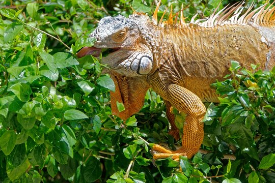 "Iguana Iguana Rhinolopha" Bilder – Durchsuchen 30 Archivfotos ...