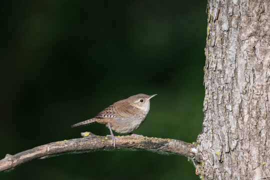 "House Wren" Images – Browse 1,087 Stock Photos, Vectors, and Video ...
