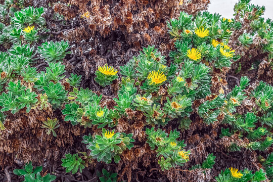 รูปภาพAsteriscus – เลือกดูภาพถ่ายสต็อก เวกเตอร์ และวิดีโอ175 | Adobe Stock