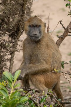 Yellow Baboon"」の写真素材 | 713件の無料イラスト画像 | Adobe Stock