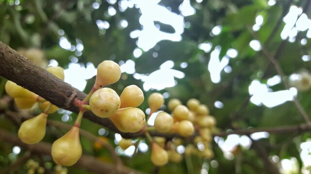 รูปภาพUnbloomed – เลือกดูภาพถ่ายสต็อก เวกเตอร์ และวิดีโอ358 | Adobe Stock