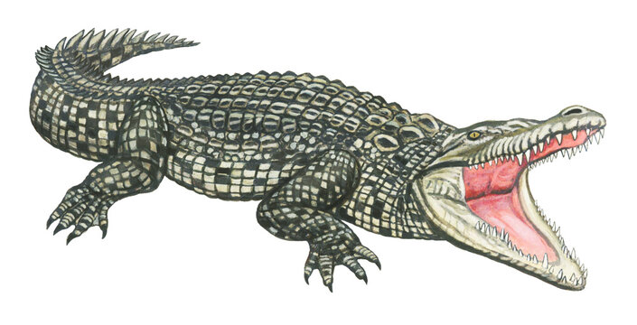 Imágenes de Yacare: descubre bancos de fotos, ilustraciones, vectores y ...