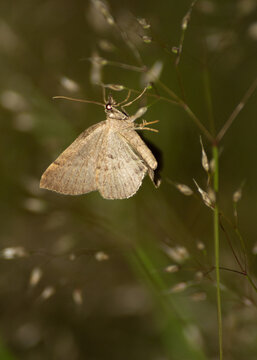 Palomilla Images – Browse 90 Stock Photos, Vectors, and Video | Adobe Stock