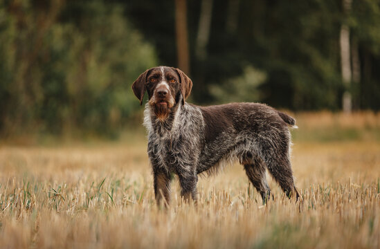 Deutsch Drahthaar Brown