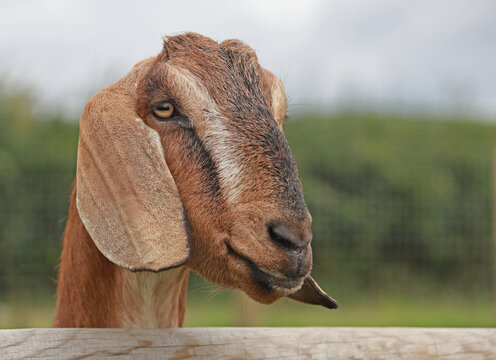 「Anglo-Nubian」の画像 - 1,182 件の Stock 写真、ベクターおよびビデオ | Adobe Stock