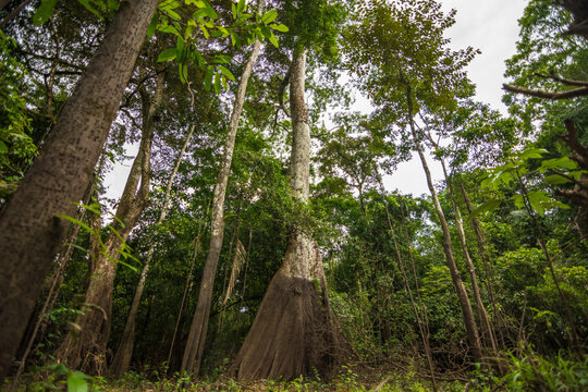 Sumauma Imagens – Procure 45 fotos, vetores e vídeos | Adobe Stock