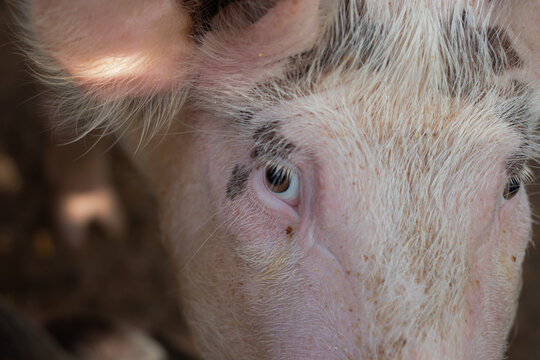 Seeing Eye Pig