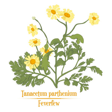 "Pyrethrum Parthenium" Images – Browse 159 Stock Photos, Vectors, and ...