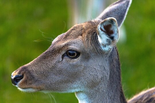 Deer Face Profile