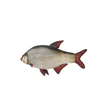 "Freshwater Sunfish" Images – Browse 128 Stock Photos, Vectors, and ...