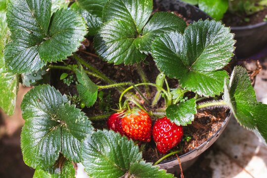 Morangueiro Images – Browse 44 Stock Photos, Vectors, and Video | Adobe ...