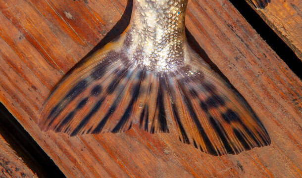 รูปภาพFishtail – เลือกดูภาพถ่ายสต็อก เวกเตอร์ และวิดีโอ28,151 | Adobe Stock