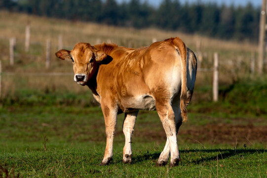 Wildrinder Bilder – Durchsuchen 41,216 Archivfotos, Vektorgrafiken und ...