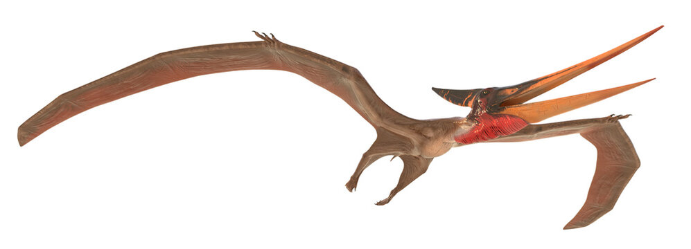 Teradactyl Изображения: просматривайте стоковые фотографии, векторные ...