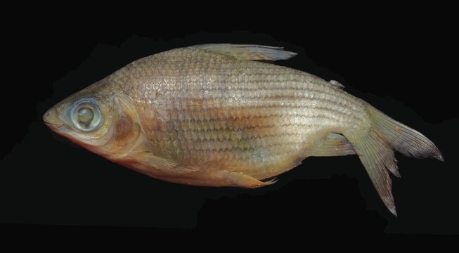 Bocachico bilder – Bläddra bland 88 stockfoton, vektorer och videor ...